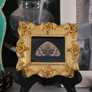 Extra Large Butterfly Dome 3 Black Butterflies Real Preserved Taxidermy ...