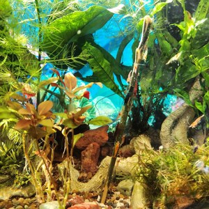 X2 Subwassertang Moss on Cholla Wood Shrimp Hideout & Betta - Etsy