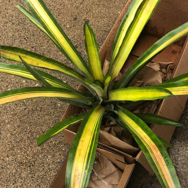 Bromeliad Neoregelia 'magali' - Etsy