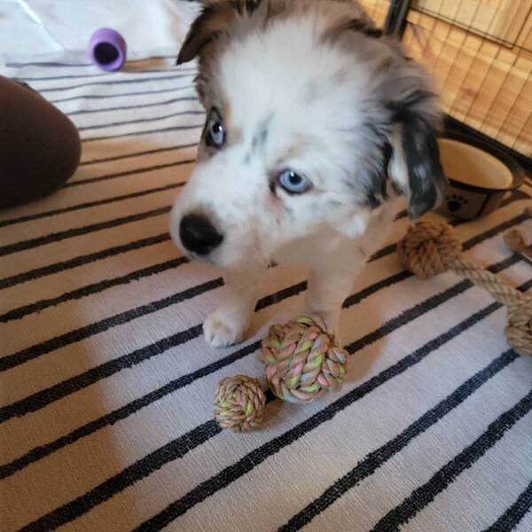 Flamingo Rope Dog Toy， Toys for Small and Meddle Dogs，eco-friendly Toys ...