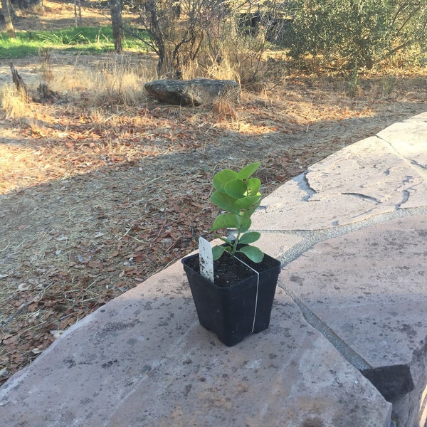 Capparis Spinosa Var. Inermis SPINELESS CAPER BUSH Live Plant 4" Pot ...