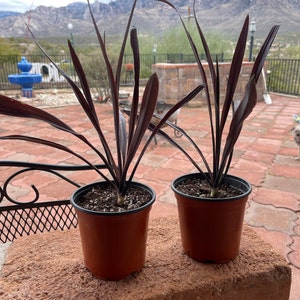 Flowerpotnursery Ruby Red Spikemoss Selaginella Erythropus Sanguinea 4 ...