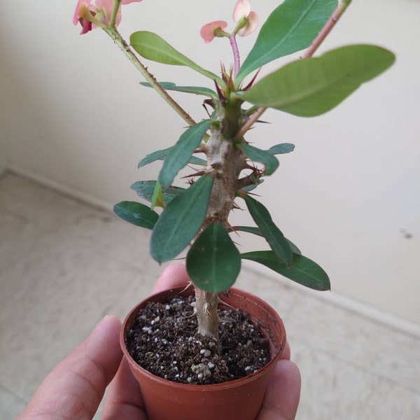 Dwarf Crown of Thorns Red Form (euphorbia Milii Imperatae) - Etsy
