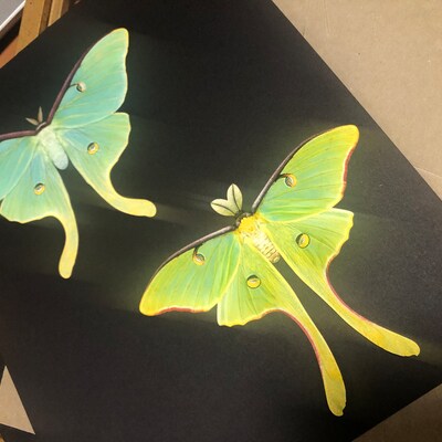 Luna Moth, Luna Moth Paper Cutouts, Realistic Paper Moths, 5 Pieces - Etsy
