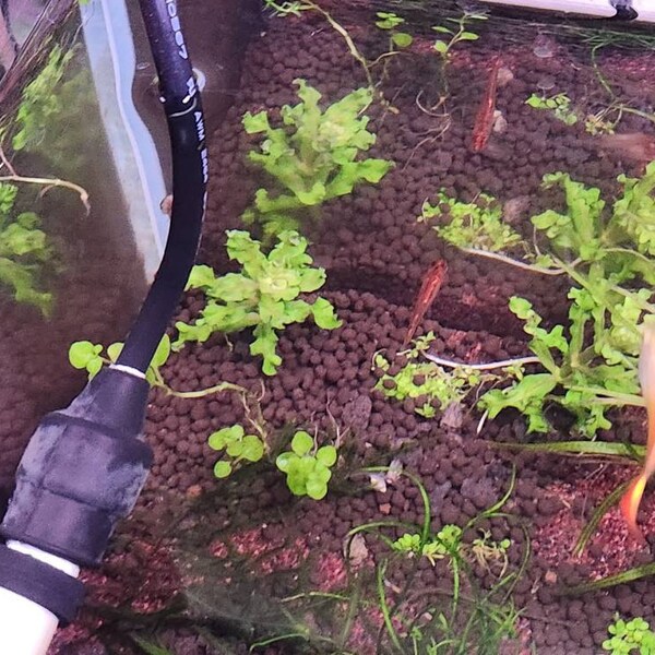 3 Downoi Plants Aka little Star Live Aquarium Plants Free S/h Rare Live ...