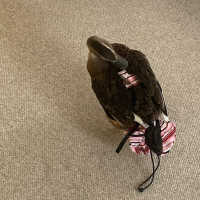 High Quality ORIGINAL Duck Chicken Goose Diaper Harness - Etsy