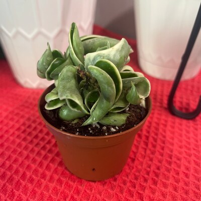 Variegated Hoya Compacta Variegated Hindu Rope Hoya Regalis 3 or 4 ...