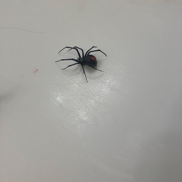 Giant Plastic Spider as Decoration | Double Sized Realistic Giant House ...