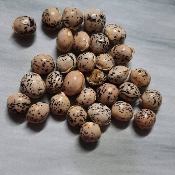 Skunk Bean - Pole Dry - Etsy