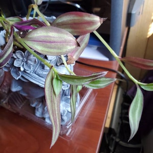 Succulent, Tradescantia Pallida, Colorful Purple Plants. Purple ...