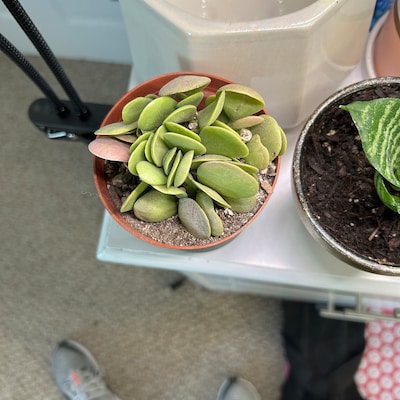 Weeping Jade, Trailing Jade, Variegated Succulent, Home Decor Plant ...