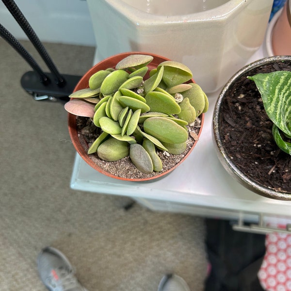 Weeping Jade, Trailing Jade, Variegated Succulent, Home Decor Plant ...