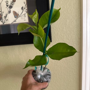 CAROLINA JASMINE Fragrant Swamp Jessamine Yellow Spring Flowering Vine ...