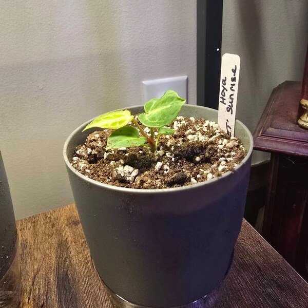 Philodendron 69686 Starter Plant ALL STARTER PLANTS Require You to ...