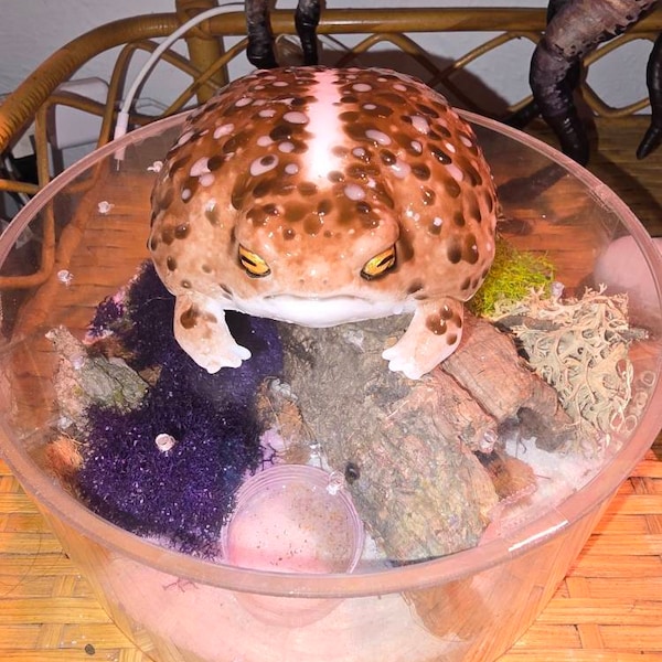 SQUISHY Desert Rain Frog. Cute Butt Frog Fidget Weirdcore Desk Toy for ...