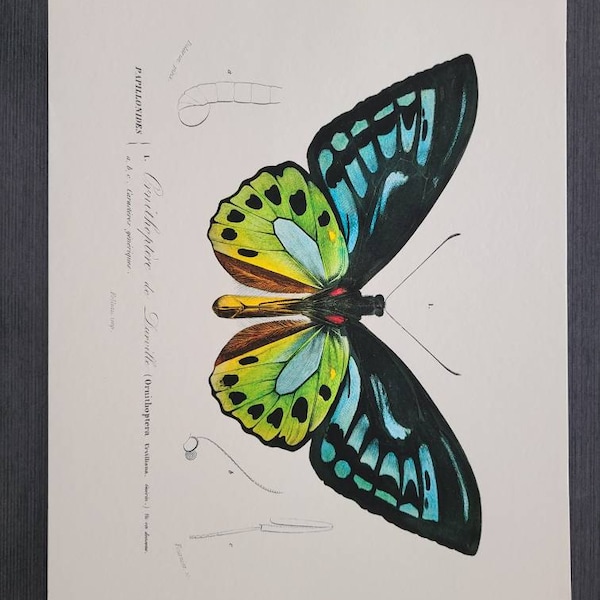 Green Butterfly Art Print, Vintage Butterfly Poster, Cottagecore Print ...