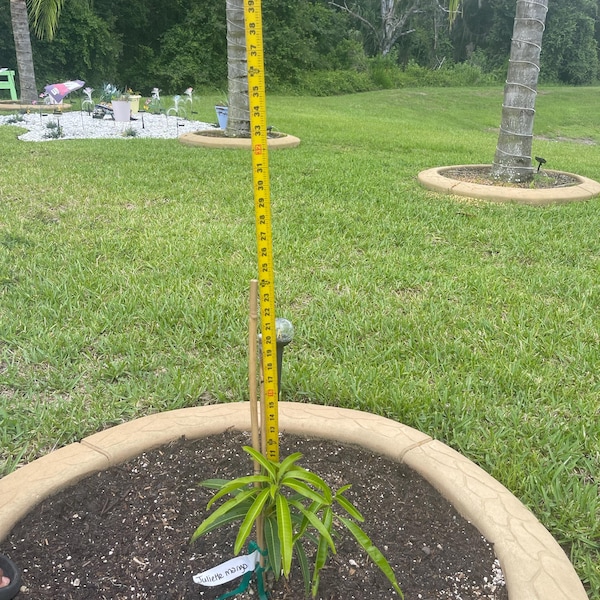 Julie Dwarf (juliette) Mango Tree GRAFTED 2-4 Ft Tall.ship to All ...