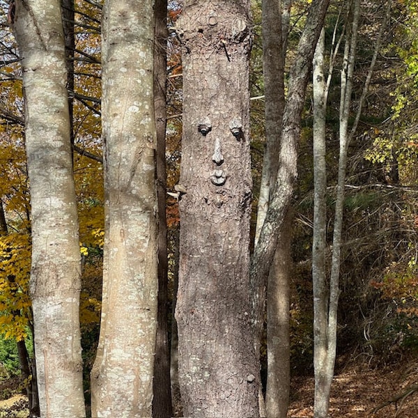 Forrest Stump - Large Concrete Tree Face Whimsical Forest Faces Ideal ...