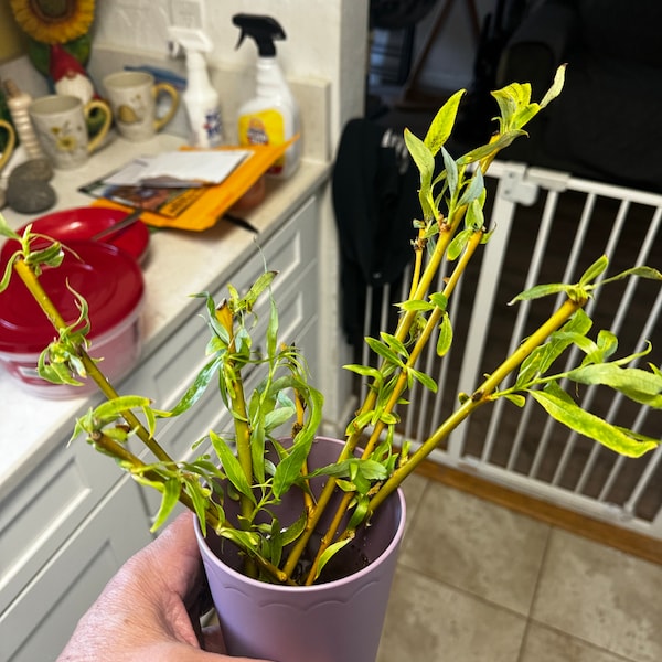 Weeping Corkscrew Willow Sapling in Nursery Pot. Live Rooted Salix ...