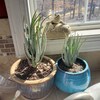 Blue Elf Aloe, Aloe, Cactus, Succulent, Live Plant - Etsy
