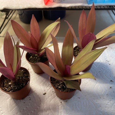 Rhoeo 'sitara's Gold' tradescantia Spathacea - Etsy