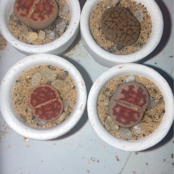 Live Exotic Lithops Karasmontana V Mickbergensis Var Red Top / 1-2 ...