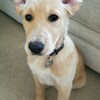 Custom Dog Tag / Custom Pet ID Tag Lucy in 1.25'' - Etsy