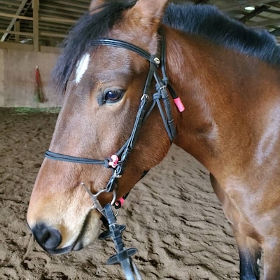 Braided Neck Rope Bridleless Neck Rope Paracord Braided Neck Rope ...