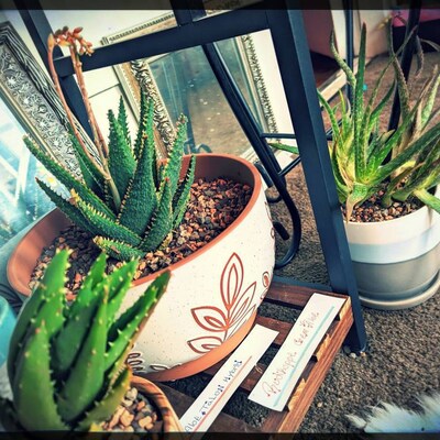 Aloe coral Fire One Plant Hybrid Fully Rooted - Etsy