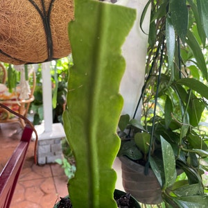 German Empress Epiphyllum 1 Cutting disocactus - Etsy