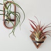 Wall Air Plant Holder Display (hanging) - Air Plant Hanger - Diamond ...