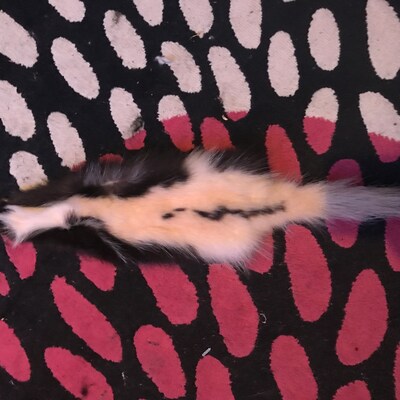 2 Coyote Leg Bone 1 Ulna and 1 Radius BN-701 - Etsy