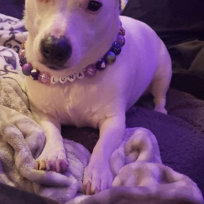 Customized peppermint Patty Pet Necklace - Etsy