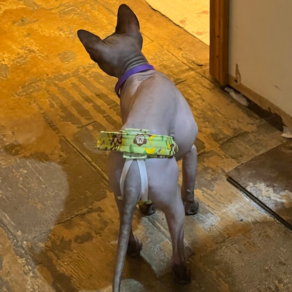 Cat Belly Band: Special Needs, Incontinence, Spraying, Marking ...