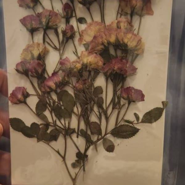 12pcs Pressed Dried Mini Rose Buds With Stems,ready to Ship, Pressed ...