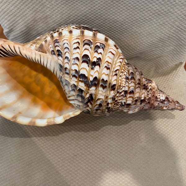 Natural Trumpet Triton Ammonite Decoration Big Seashell Decocsea Shell ...
