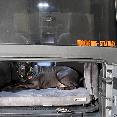 Working Dog Stay Back Temperature Controlled and Monitored Decal Dog ...