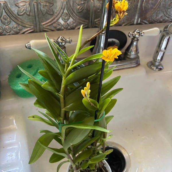 Orange Reed Orchid, Epidendrum Radicans, Florida Grown Cuttings - Etsy