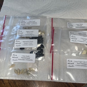 Seeds. Very Rare: PINK Kiwi Fruit Huge Producer 'pink Lady' Long Vines ...