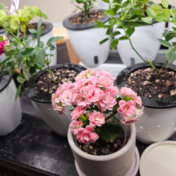 HYDRANGEA Premium Soil Less Potting Mix Oregon Licensed Nursery ...