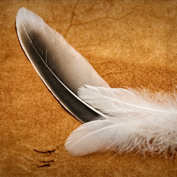 20 Mallard Duck Wing Feathers --great for Making Fishing Lures (2 to 5 ...