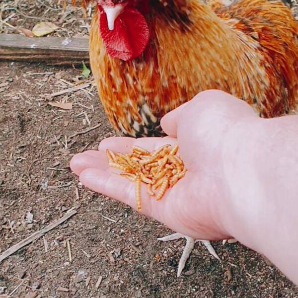 Chicken Body Condition Score Chart - Chickens 101 - Caring for Chickens ...