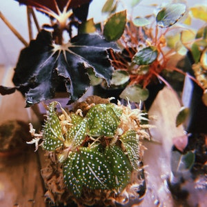 Begonia monica - Etsy