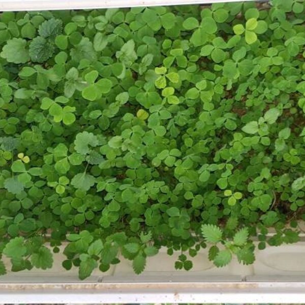 50 WHITE LYCHNIS Coronaria Alba (white Rose Campion / Evening Lychnis ...