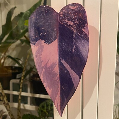 Plant Trellis Cebu Blue Pothos Plant Art Plant Decor - Etsy