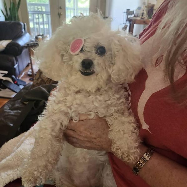 DOG Eye Patch Custom Designs Cotton Fabric No Felt - Etsy