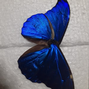 Real Butterfly Meadow Wanderer Crenis Pechuelli Preserved - Etsy