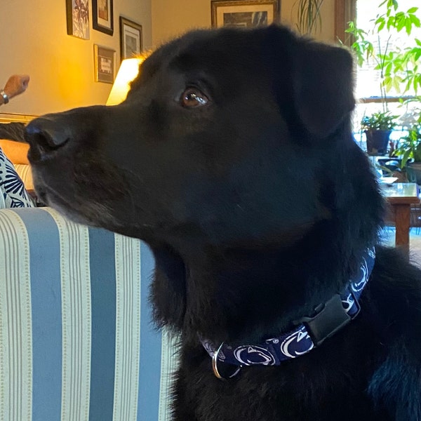 Spongebob Squarepants Handmade MARTINGALE or BUCKLE Dog Collar - Etsy