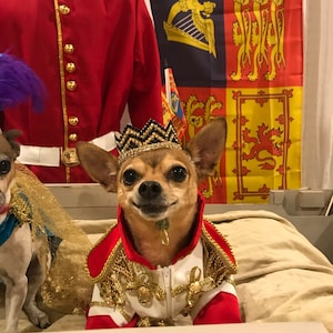 Dog Cleopatra Halloween Costume Cleopatra Dog Costume Puppy | Etsy