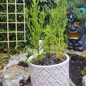 3 Giant Sequoia Trees California Redwood Potted 812 Tall Seedlings Free ...